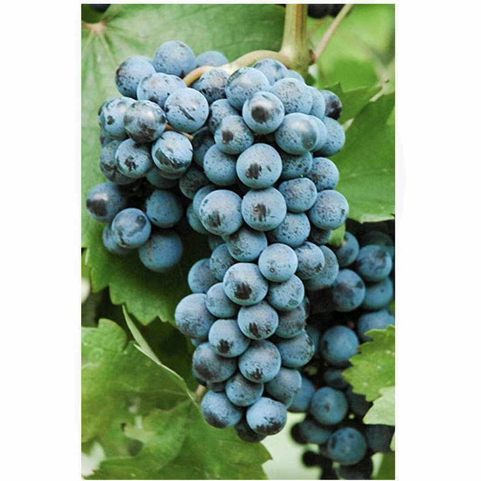 Cabernet Volos (25 pezzi) Wine | Polsinelli Enologia