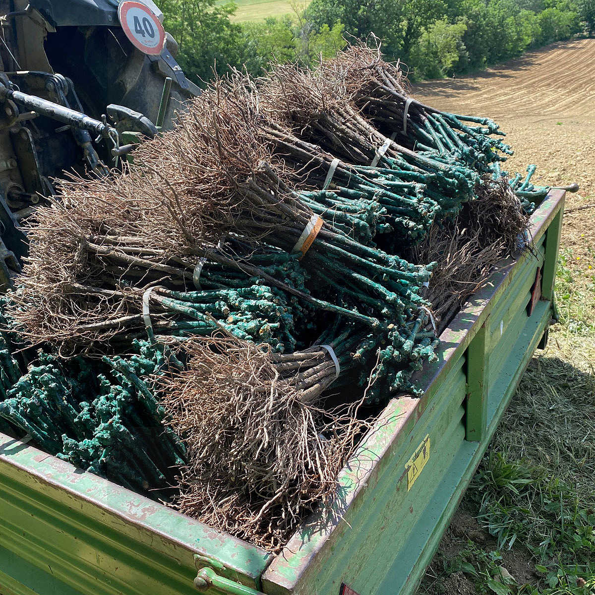 Cardinal grafted vines (10 pieces) Wine | Polsinelli Enologia