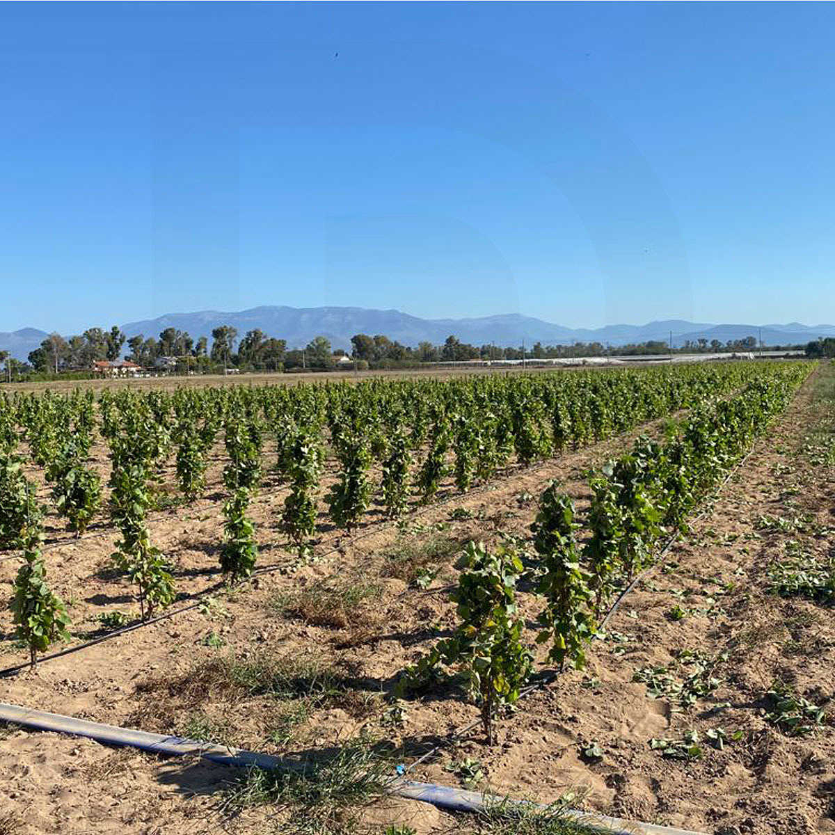 Cardinal grafted vines (10 pieces) Wine | Polsinelli Enologia