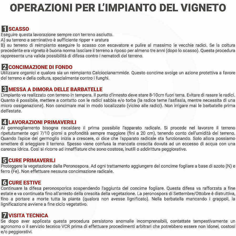 Giulia (10 pcs) Wine | Polsinelli Enologia