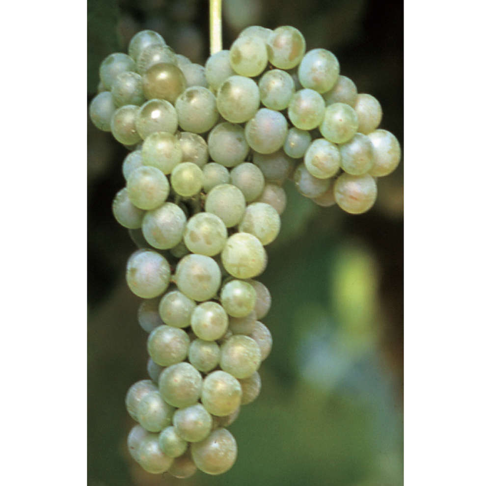 Greco di Tufo grafted vines (10 pieces) Wine | Polsinelli Enologia