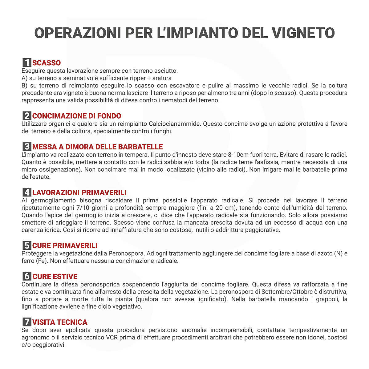 Merlot Khorus grafted vines (10 pieces) Wine | Polsinelli Enologia