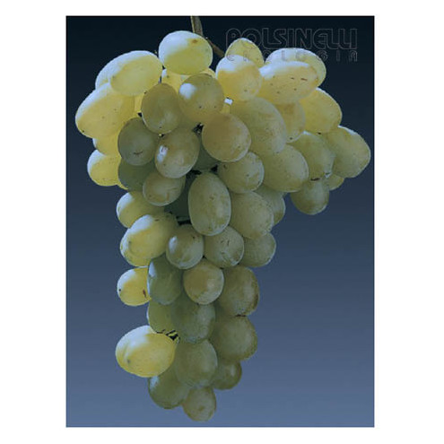 Plants de vigne Victoria (10 pièces) Vin | Polsinelli Enologia