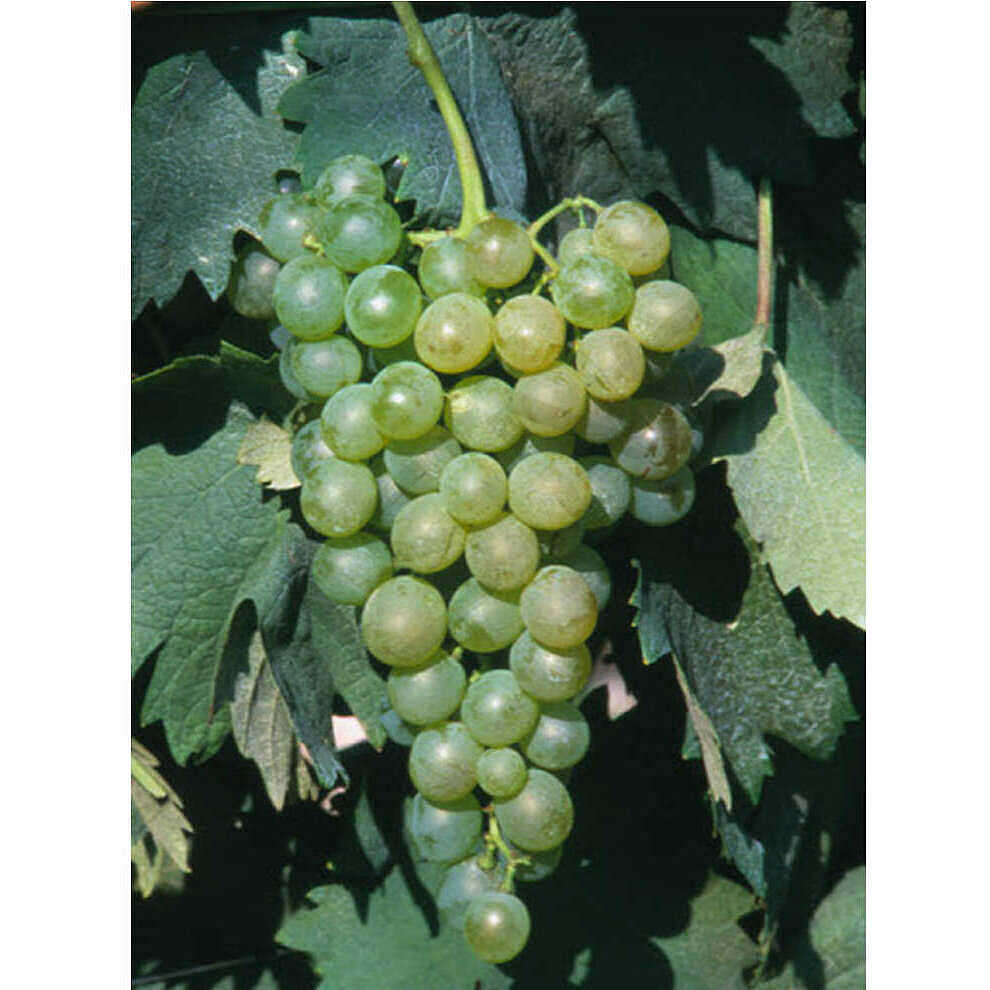 Vermentino (100 pieces) Wine | Polsinelli Enologia