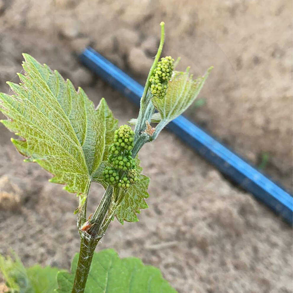 Victoria (25 piezas) Vino | Polsinelli Enologia